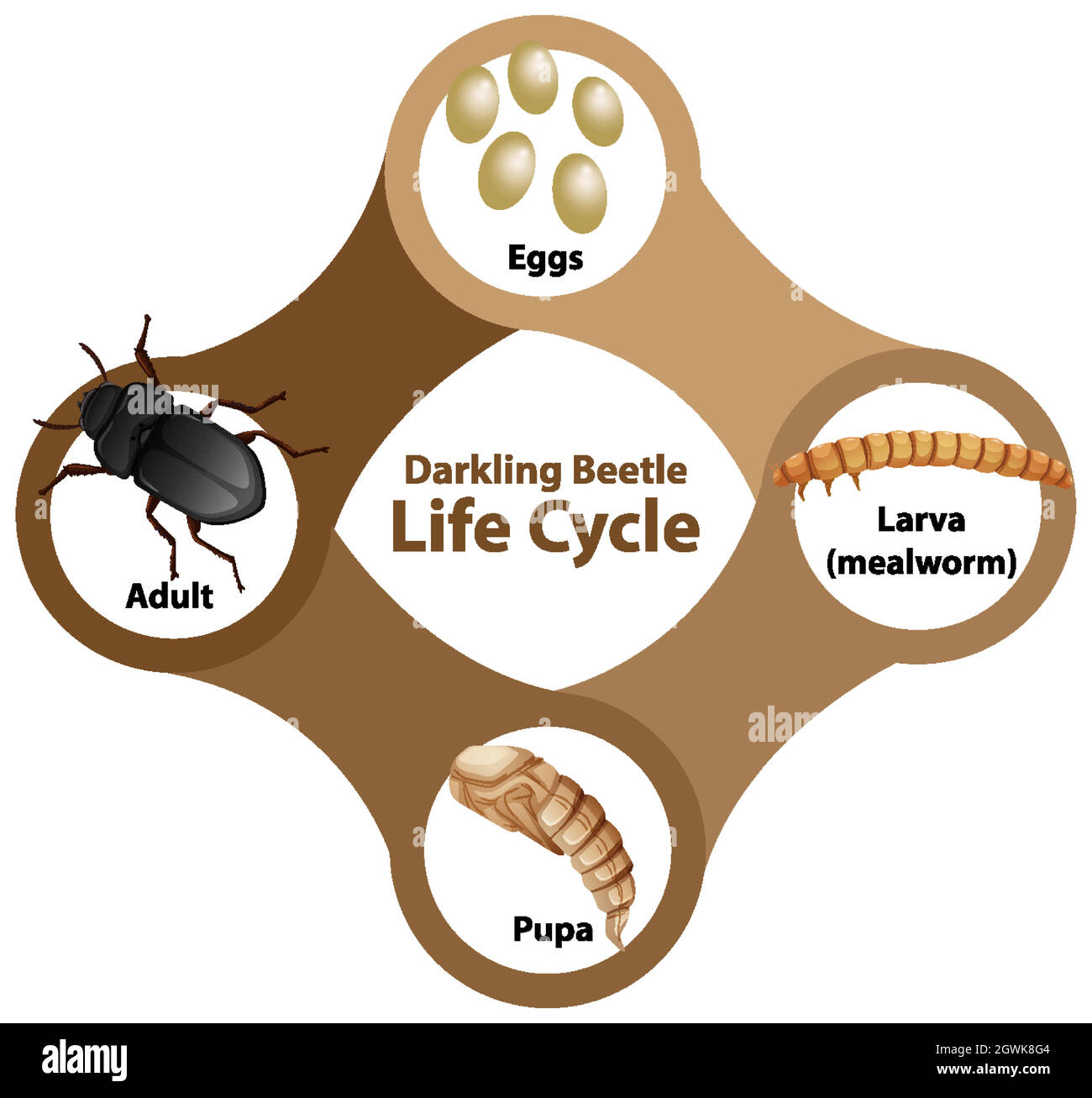 Life Cycle Of A Beetle