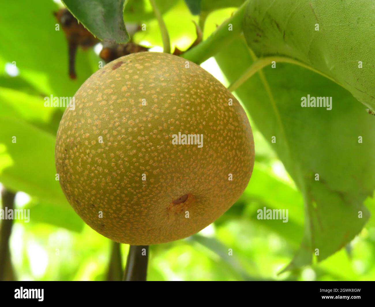 Asian pear tree garden hi-res stock photography and images - Alamy