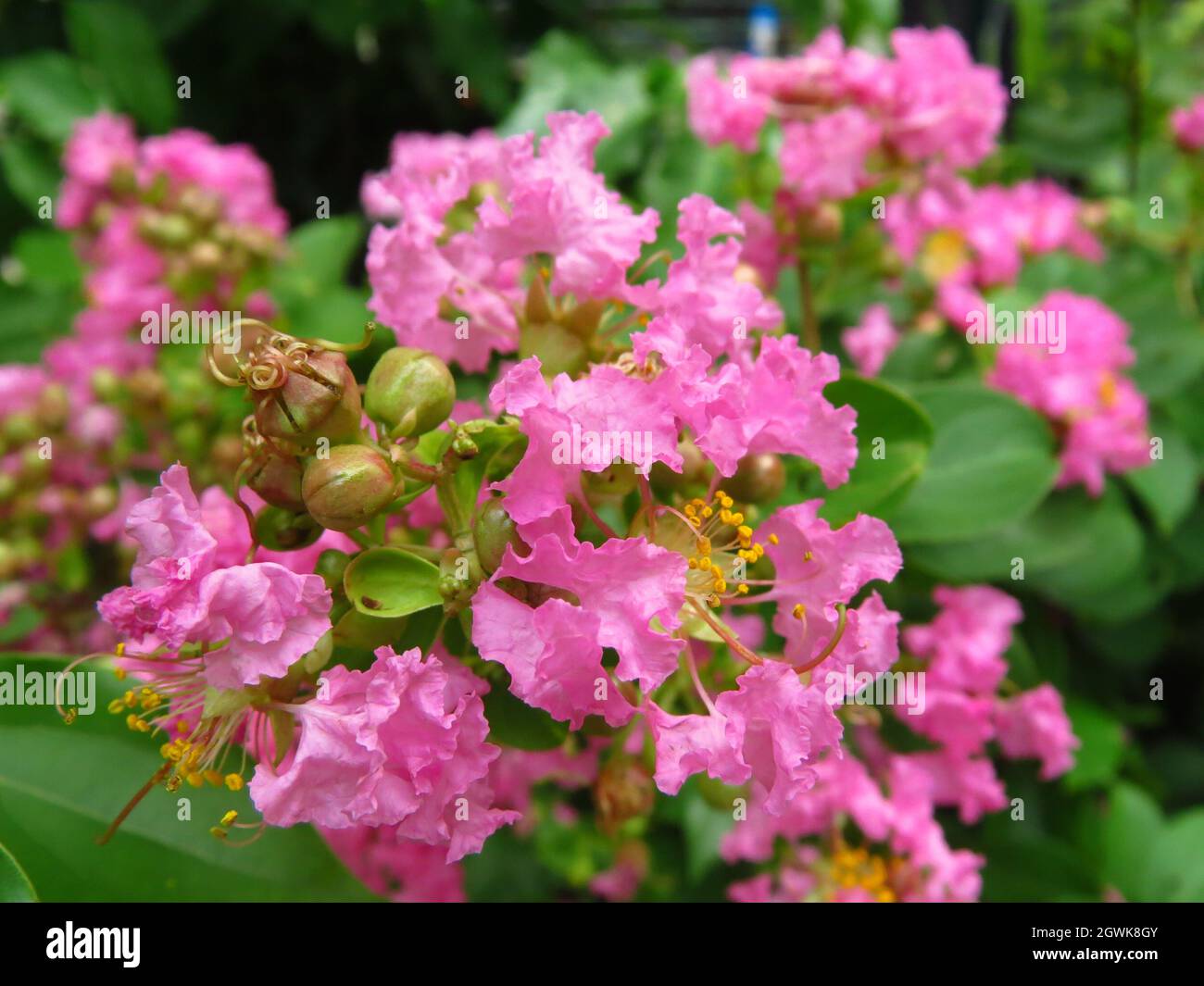 A closeup shot of pink Crepe myrtle flowers Stock Photo - Alamy