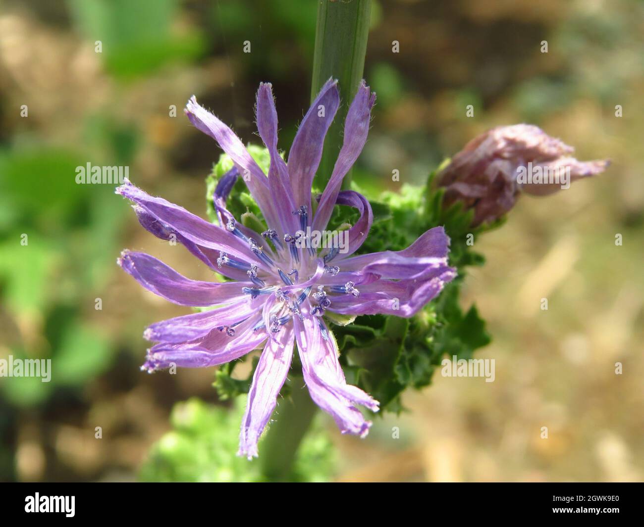 A closeup shot of purple Chicory Stock Photo - Alamy