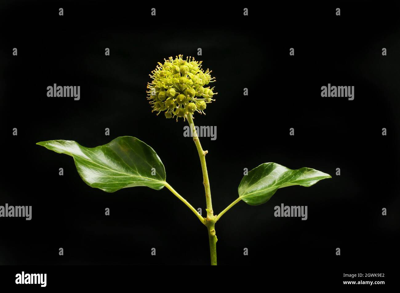 Ivy flower and foliage isolated against black Stock Photo - Alamy