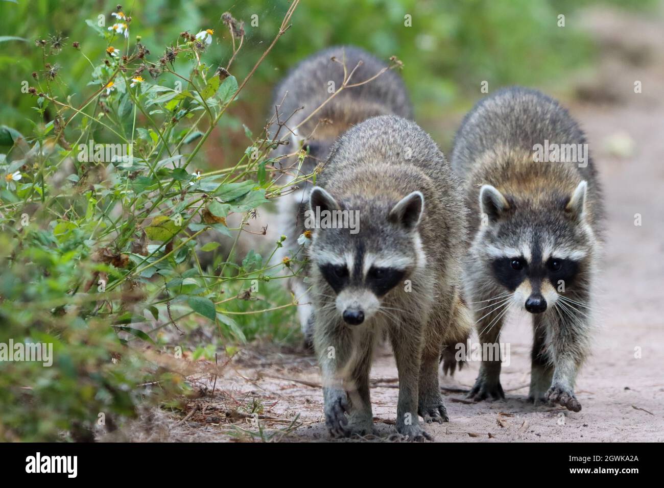 Three raccoons hi-res stock photography and images - Alamy