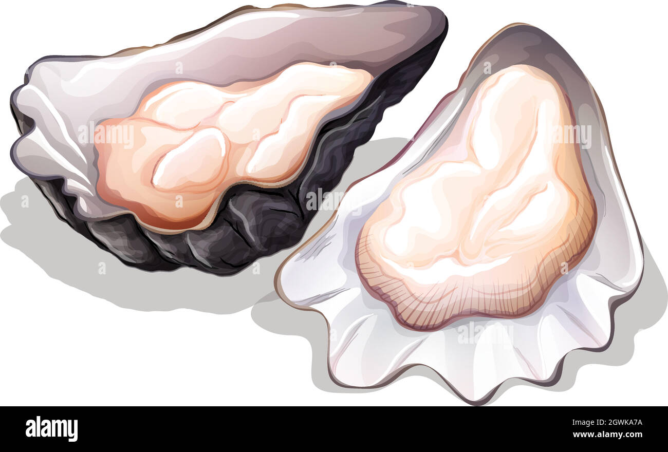 Oyster shell illustration hi-res stock photography and images - Alamy