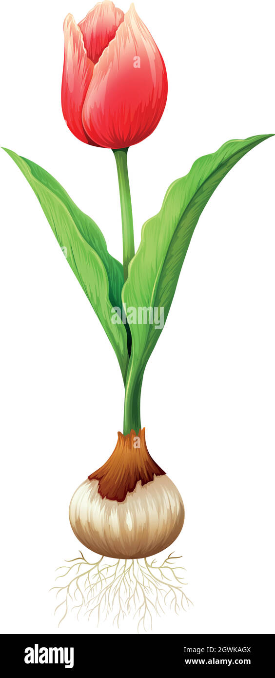 Red tulip with roots Stock Vector Image & Art - Alamy