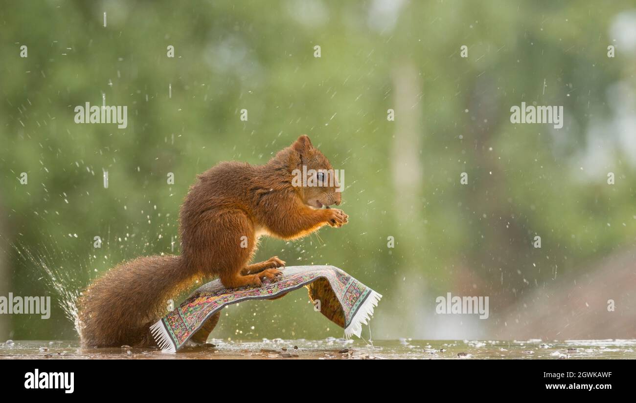 Wet red squirrel is standing in the rain hi-res stock photography and ...