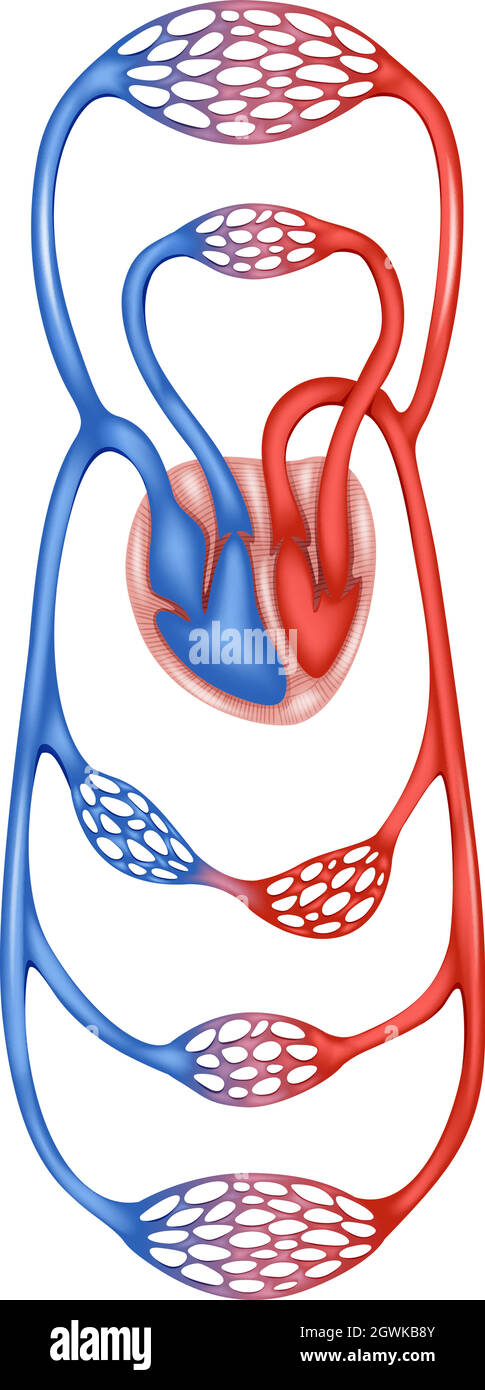 Human circulation Stock Vector Images - Alamy