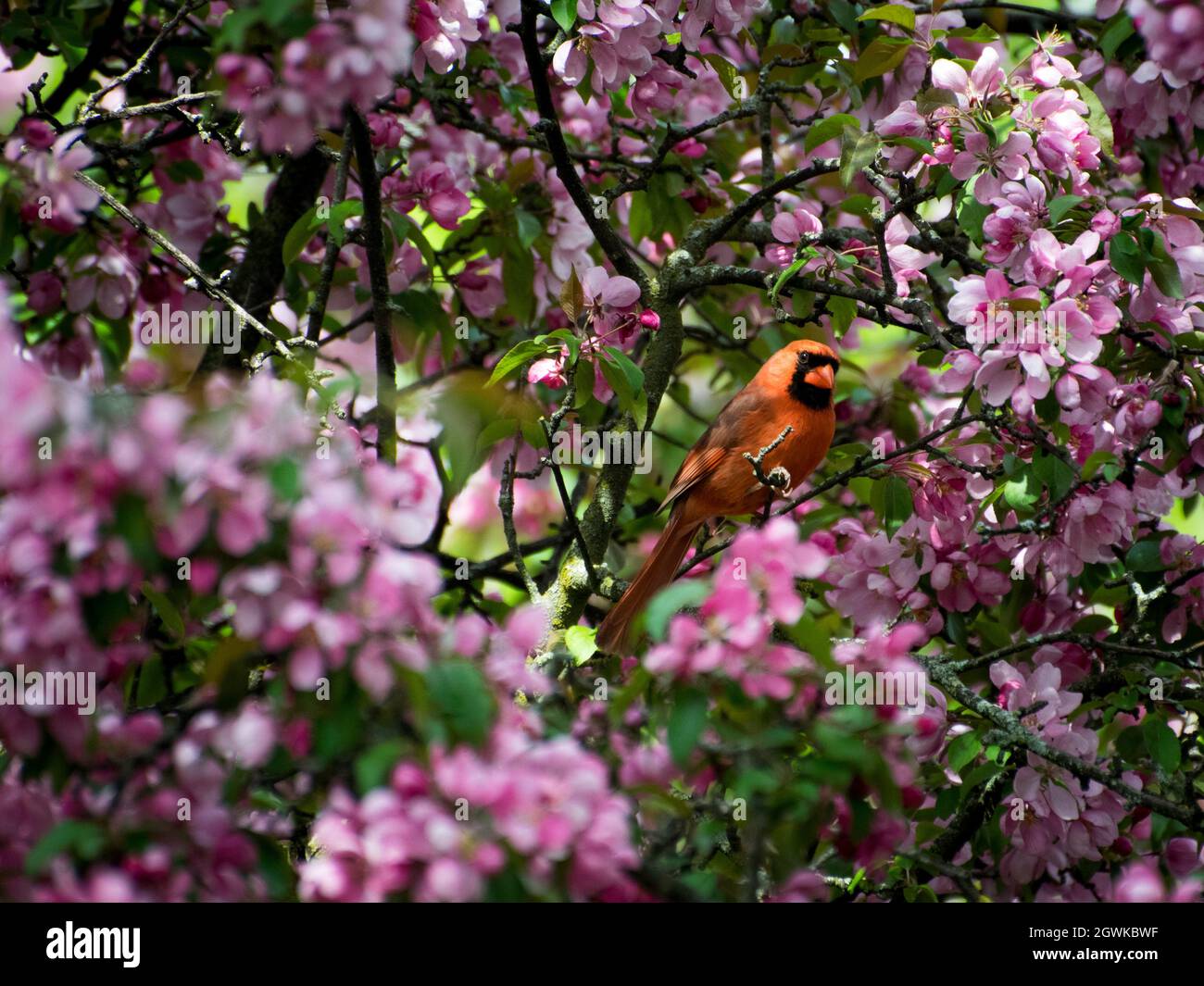 red male cardinal in pink tree Stock Photo - Alamy