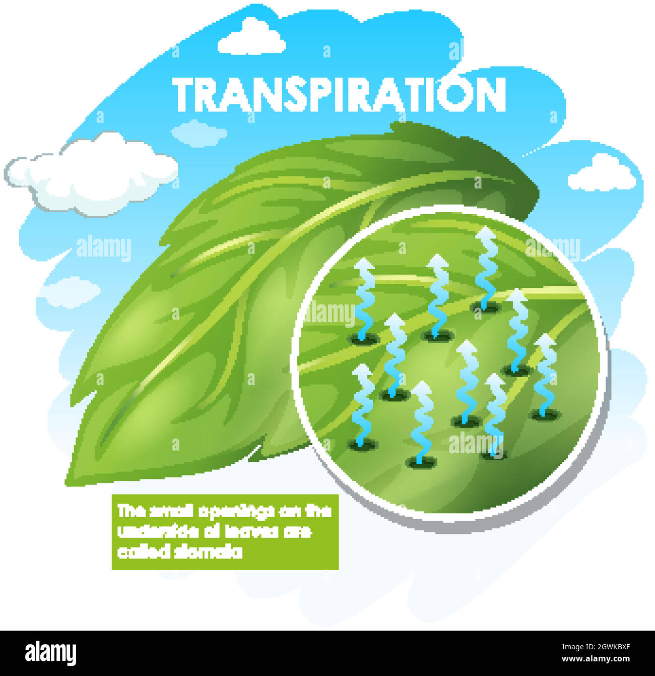 Transpiration Diagram Tree