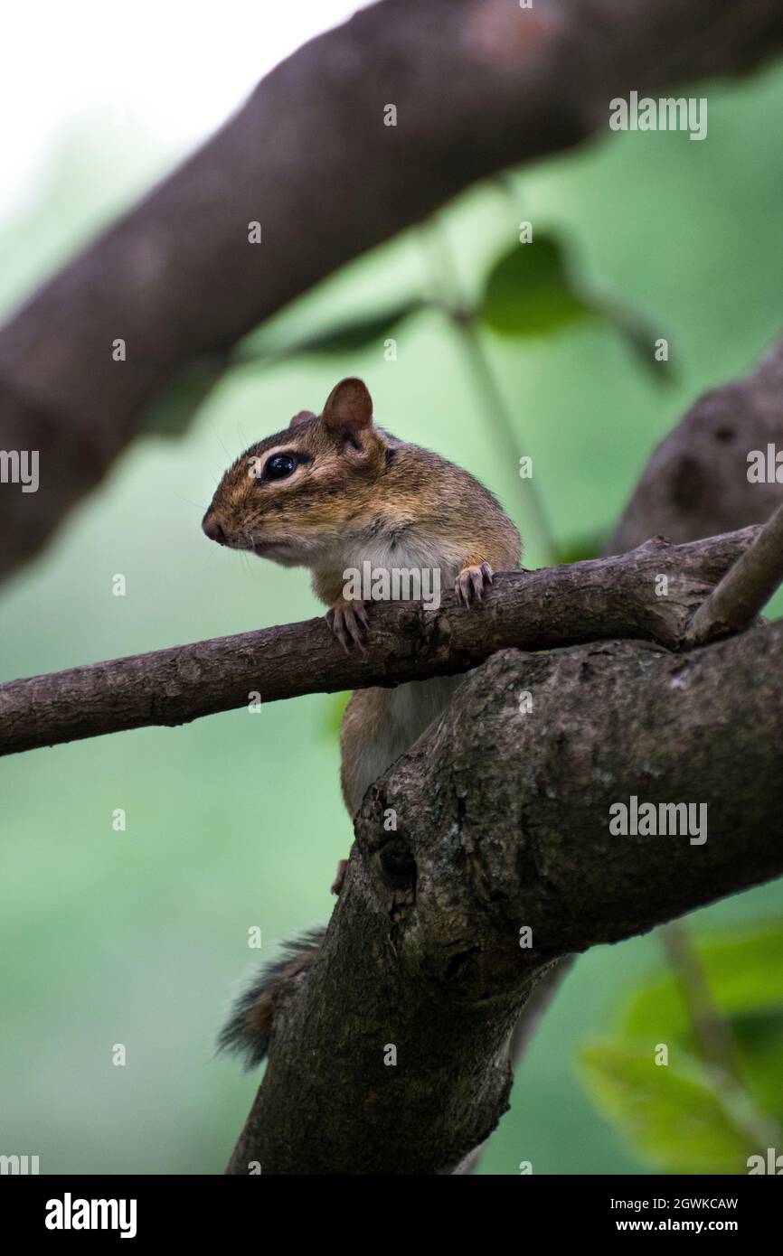 chipmunk in tree Stock Photo - Alamy
