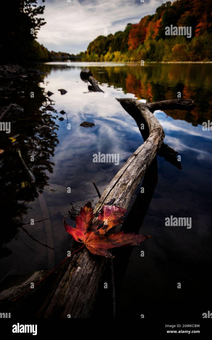 Log in the river hi-res stock photography and images - Alamy