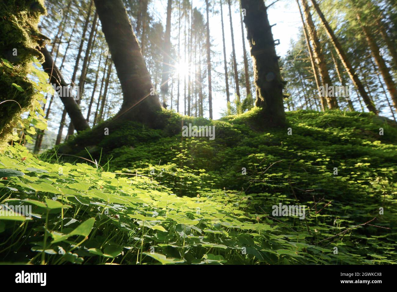 Evergreen tree deep green hi-res stock photography and images - Alamy