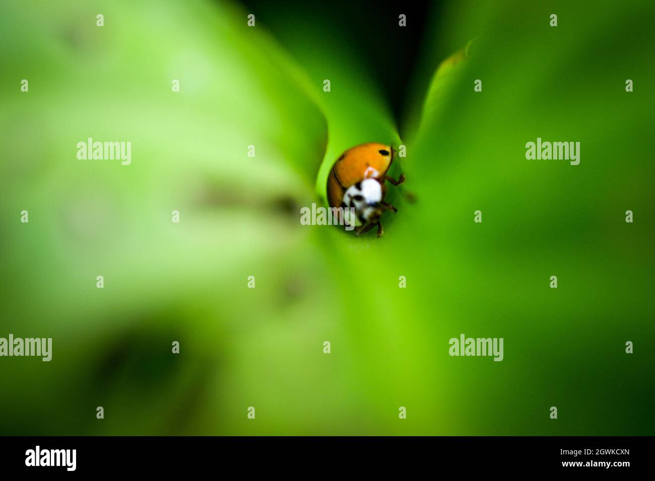 Anxiety bug hi-res stock photography and images - Alamy