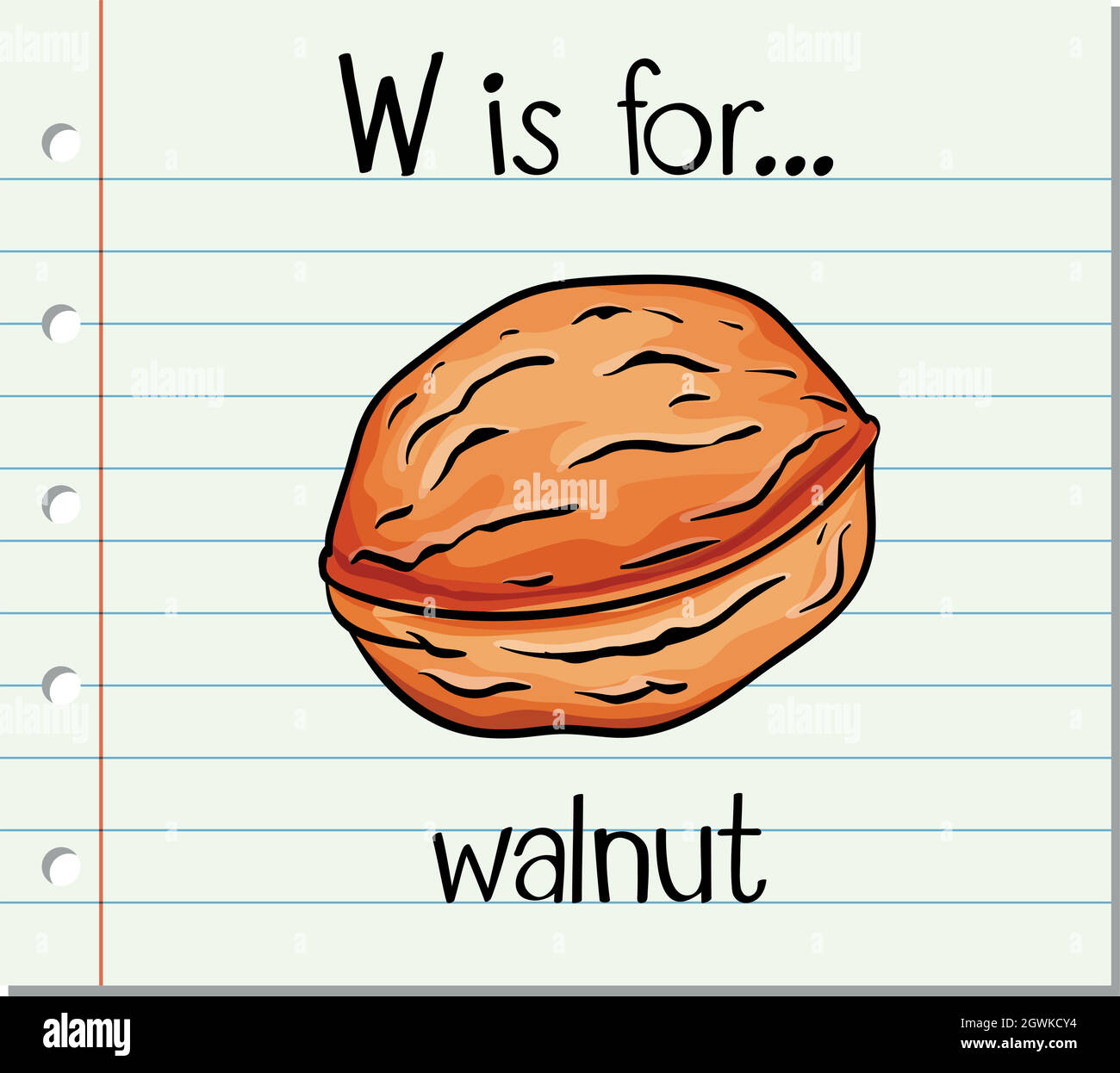Flashcard letter W is for walnut Stock Vector Image & Art - Alamy