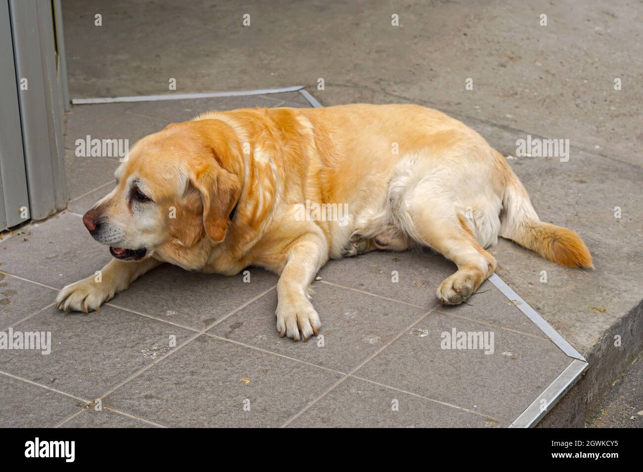 Beige dog hi-res stock photography and images - Alamy