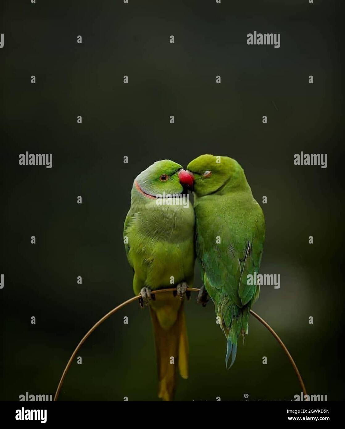 Medium parrots hi-res stock photography and images - Alamy