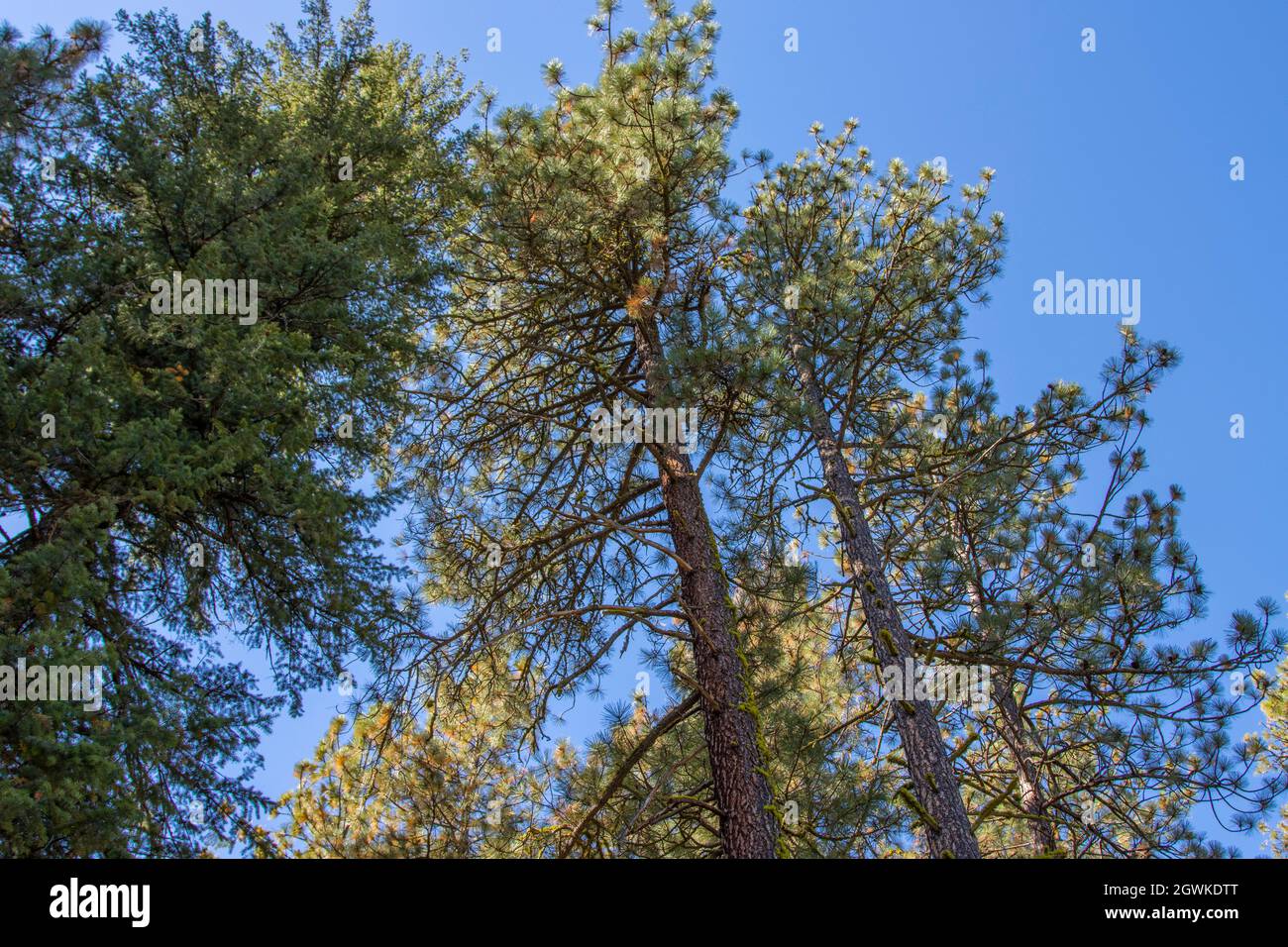 Montana pine tree hi-res stock photography and images - Alamy