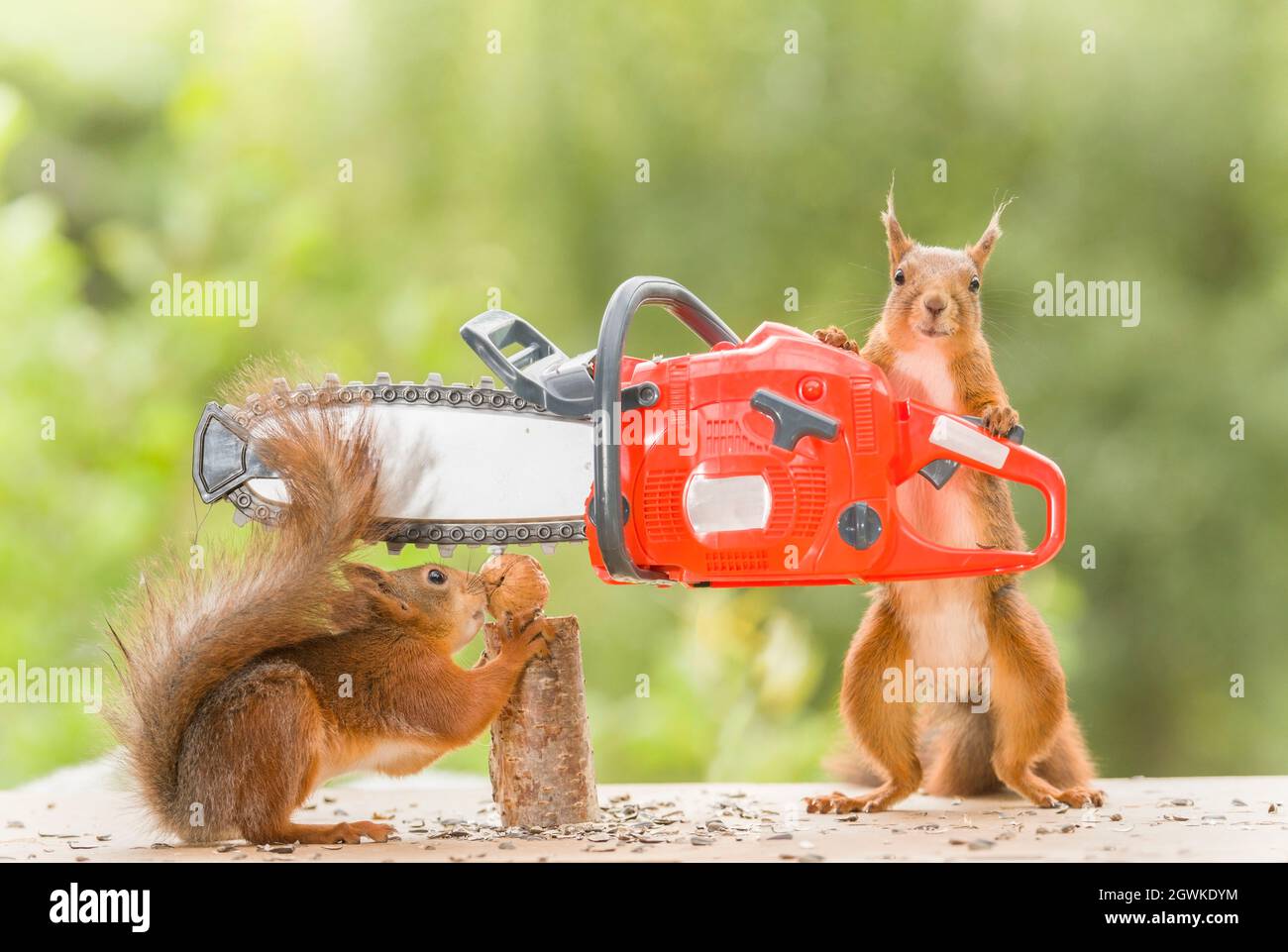 Red squirrel is holding an saw with a wood block hi-res stock ...