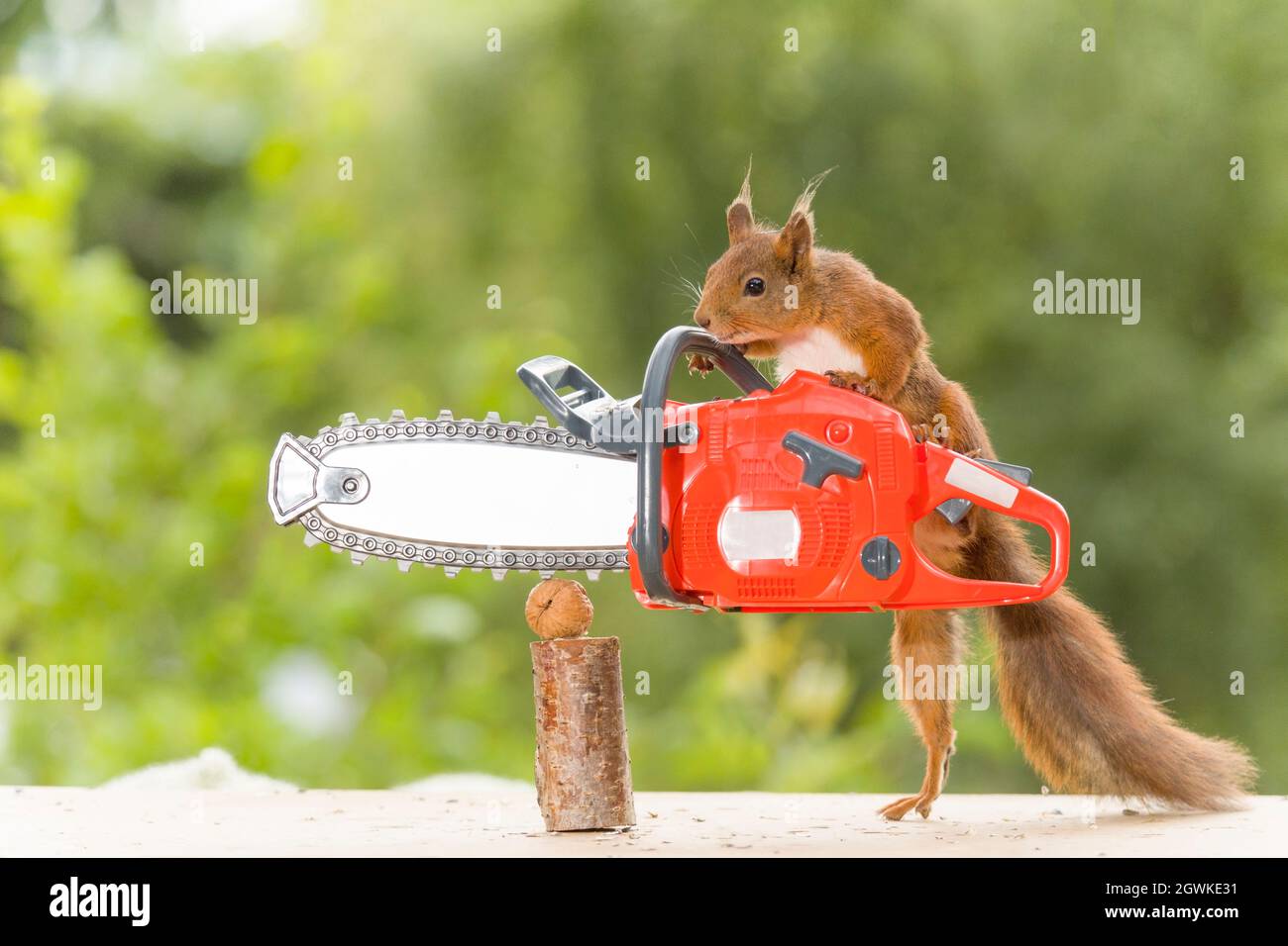 red squirrel using a chainsaw and a walnut Stock Photo - Alamy