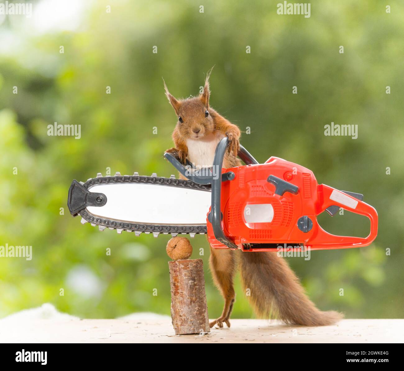 Red squirrel is holding an saw with a wood block hi-res stock ...