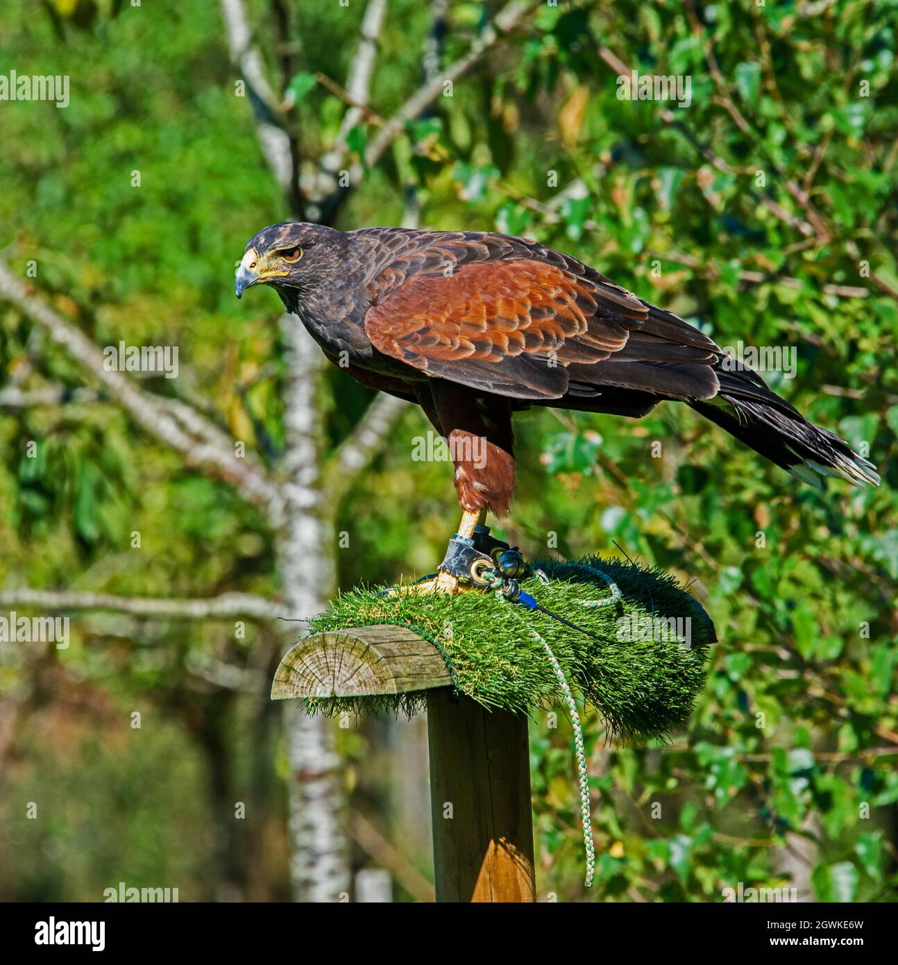 Harris Hawk (Parabuteo unicinctus Stock Photo - Alamy