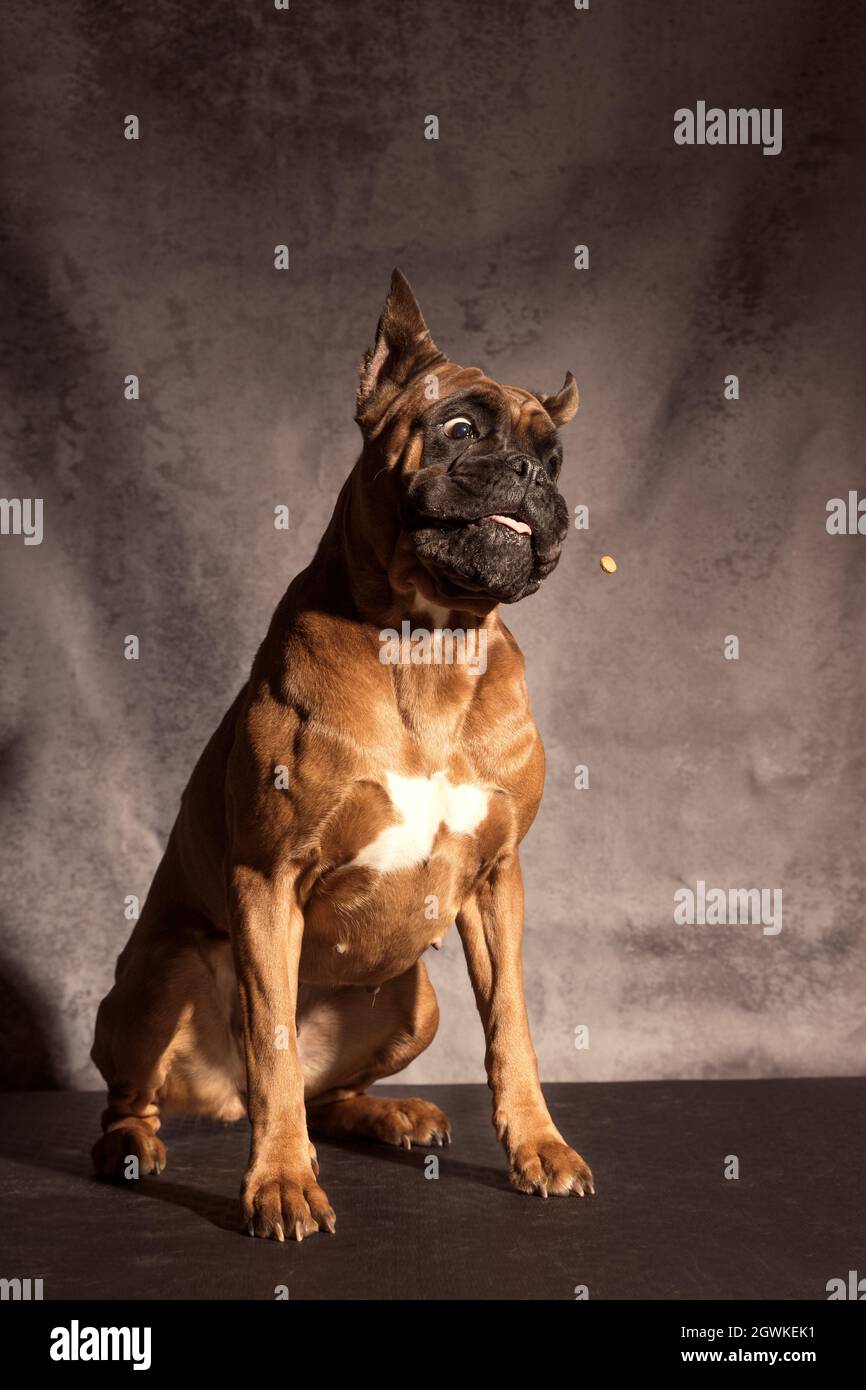 Dog catches hi-res stock photography and images - Alamy