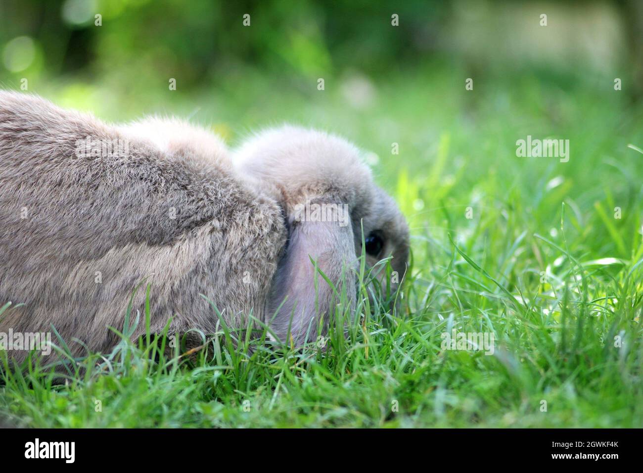 Bunny Eating Grass Stock Photo - Alamy