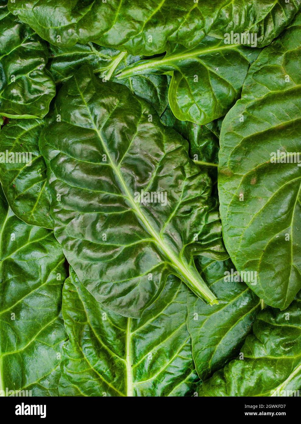 Leafy greens close up hi-res stock photography and images - Alamy