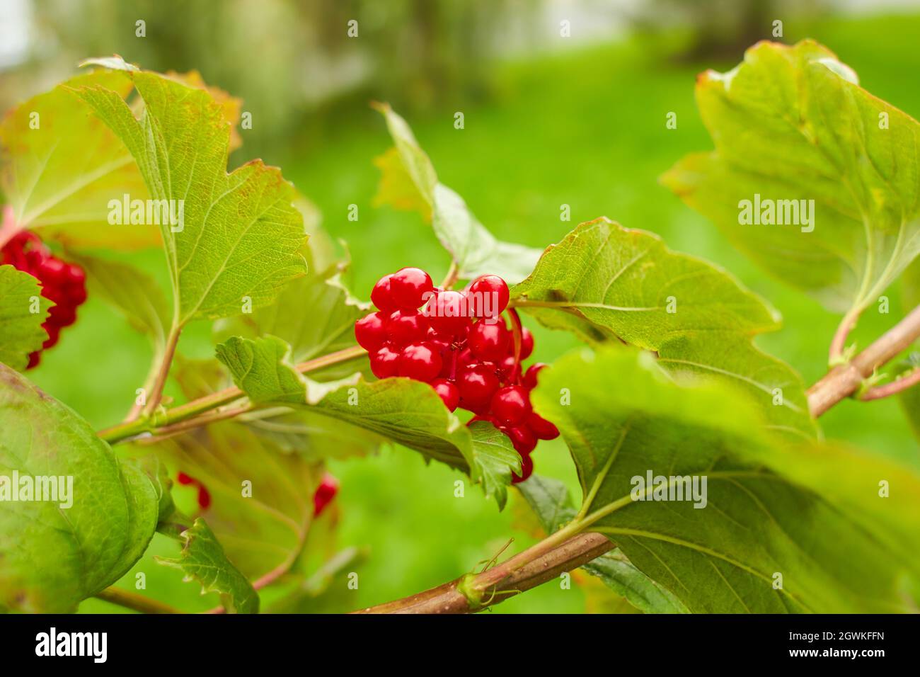 Autumn rowan tree with red berries. The rowan in close-up Stock Photo ...