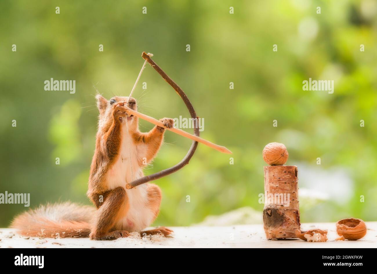 Squirrel and arrow hi-res stock photography and images - Alamy