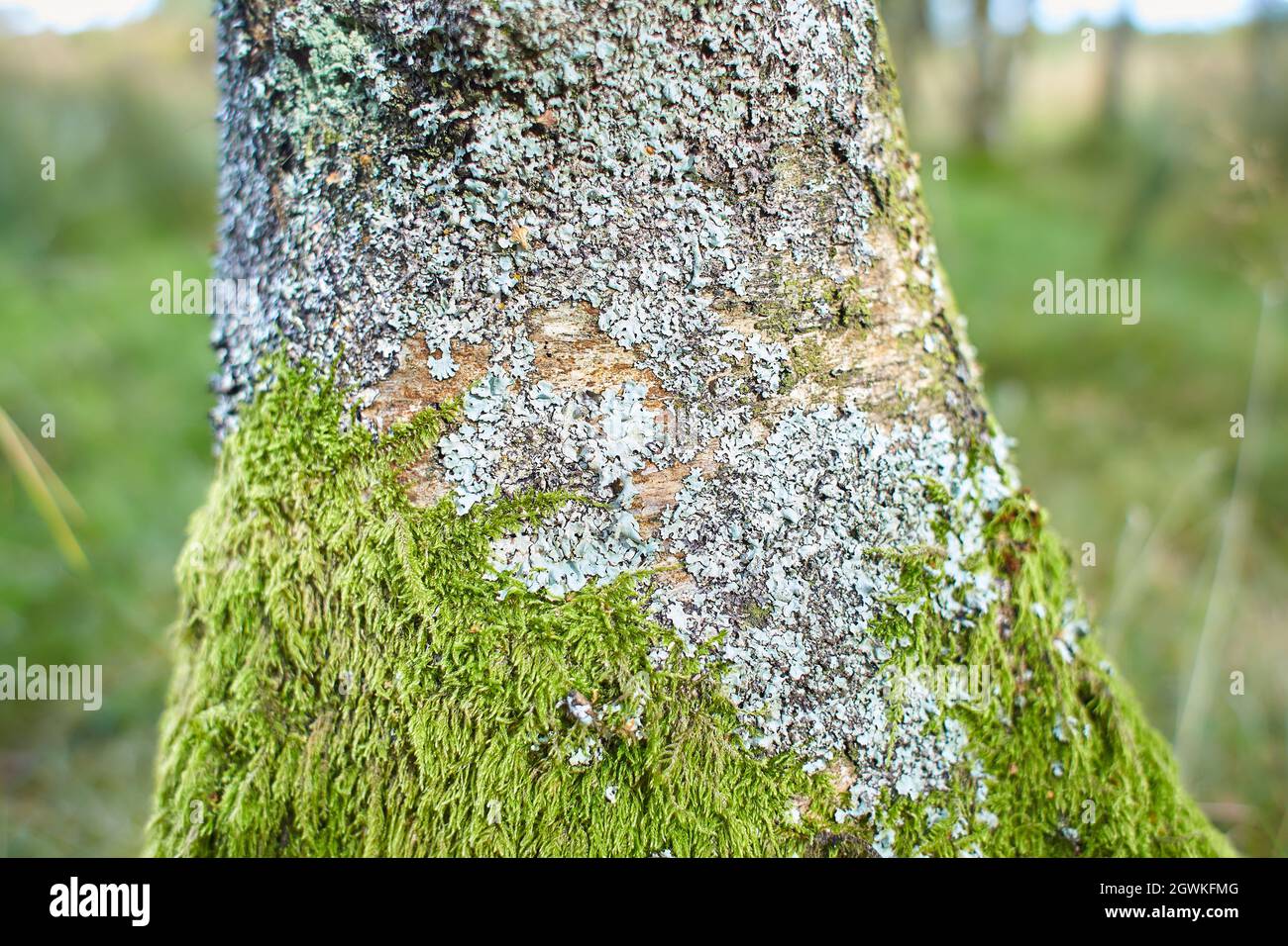 Mossy timberland. Tree trunks mossy. Tree trunk green moss. Mossy tree ...