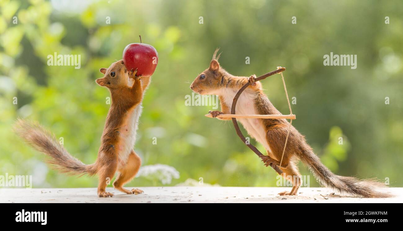 Red squirrels with an apple hi-res stock photography and images - Alamy