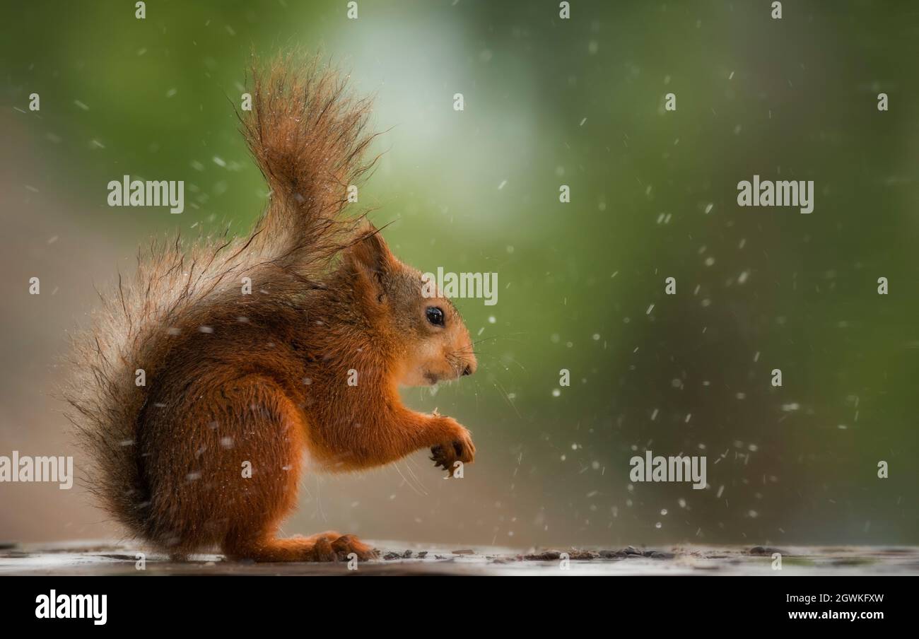 Wet red squirrel is standing in the rain hi-res stock photography and ...