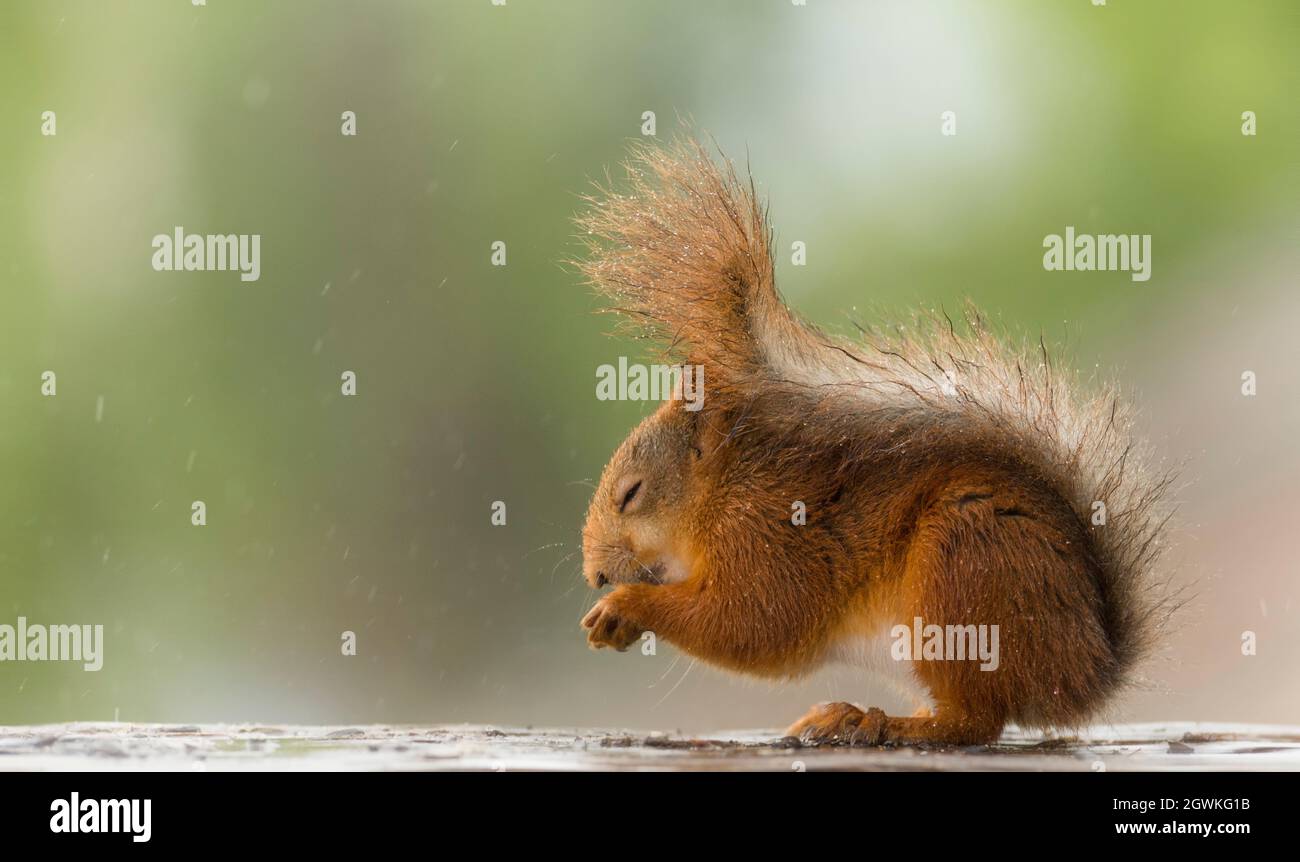 Wet red squirrel is standing in the rain hi-res stock photography and ...