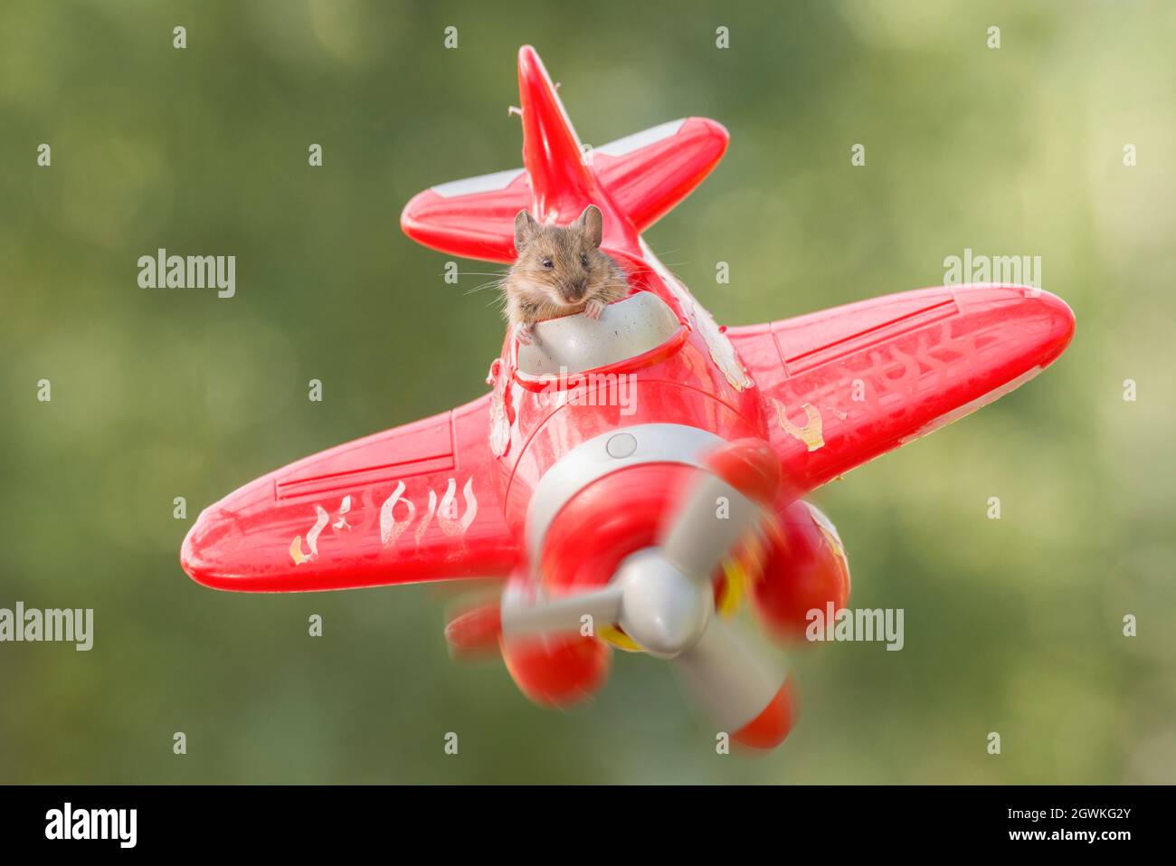 Mouse plane hi-res stock photography and images - Alamy