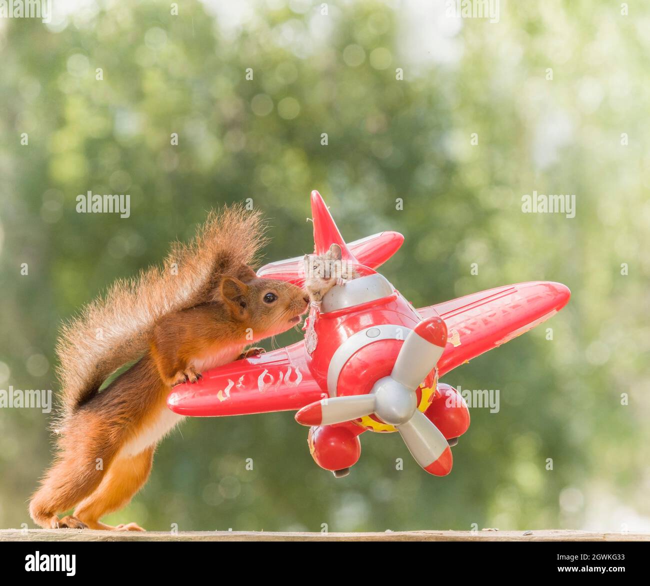 Squirrel And Mouse High Resolution Stock Photography and Images - Alamy