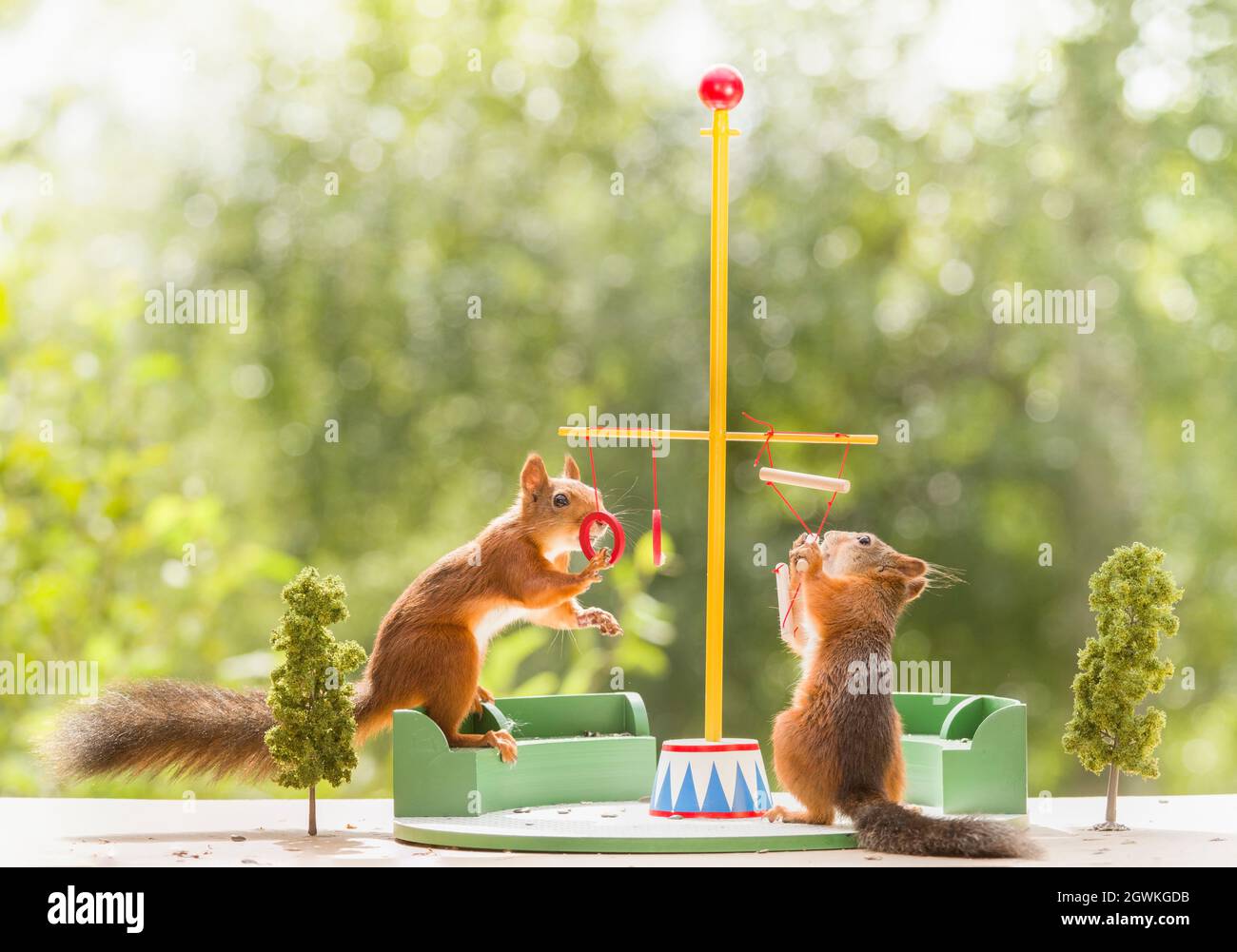 Red squirrels with an rope in an circus hi-res stock photography and ...