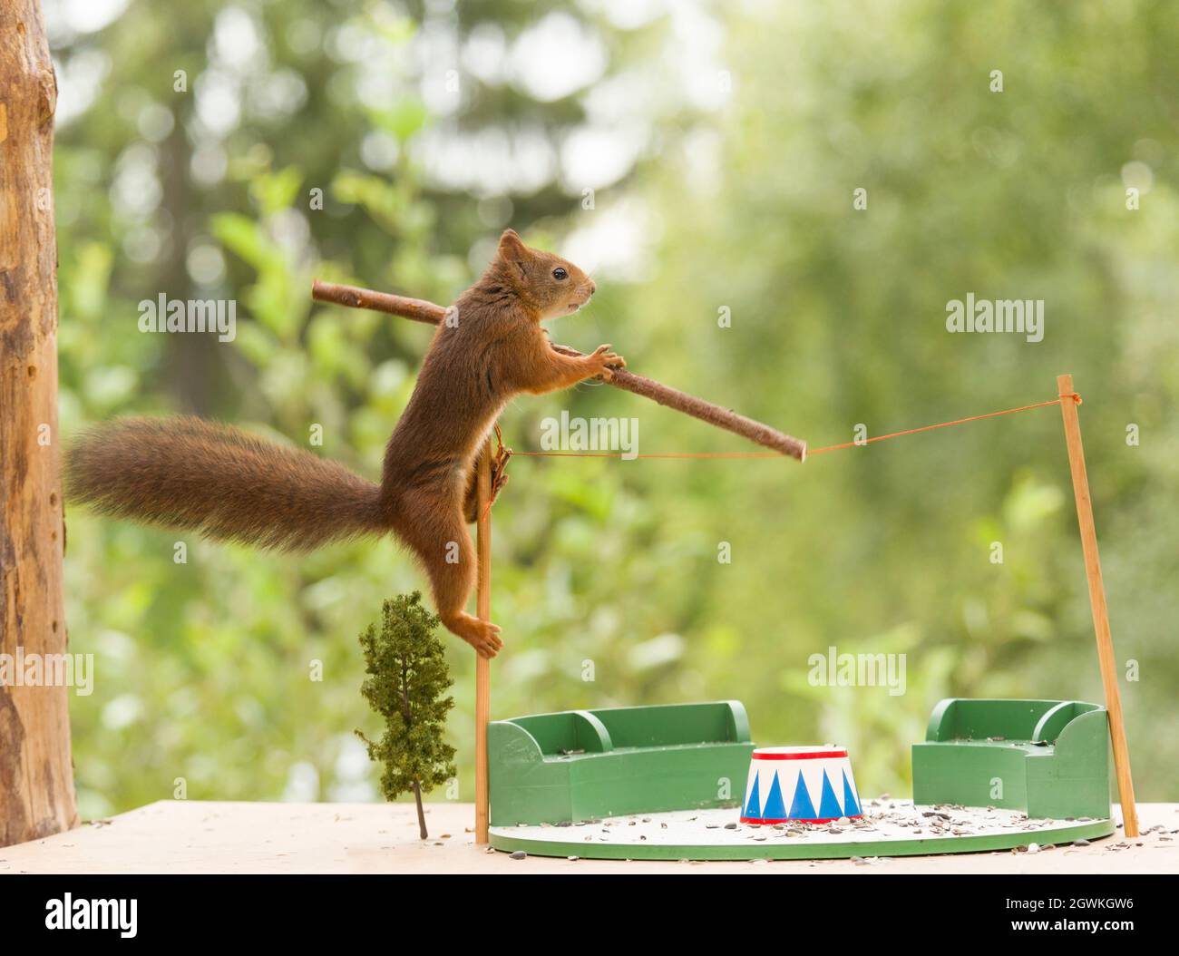 Squirrel on a stick hi-res stock photography and images - Alamy