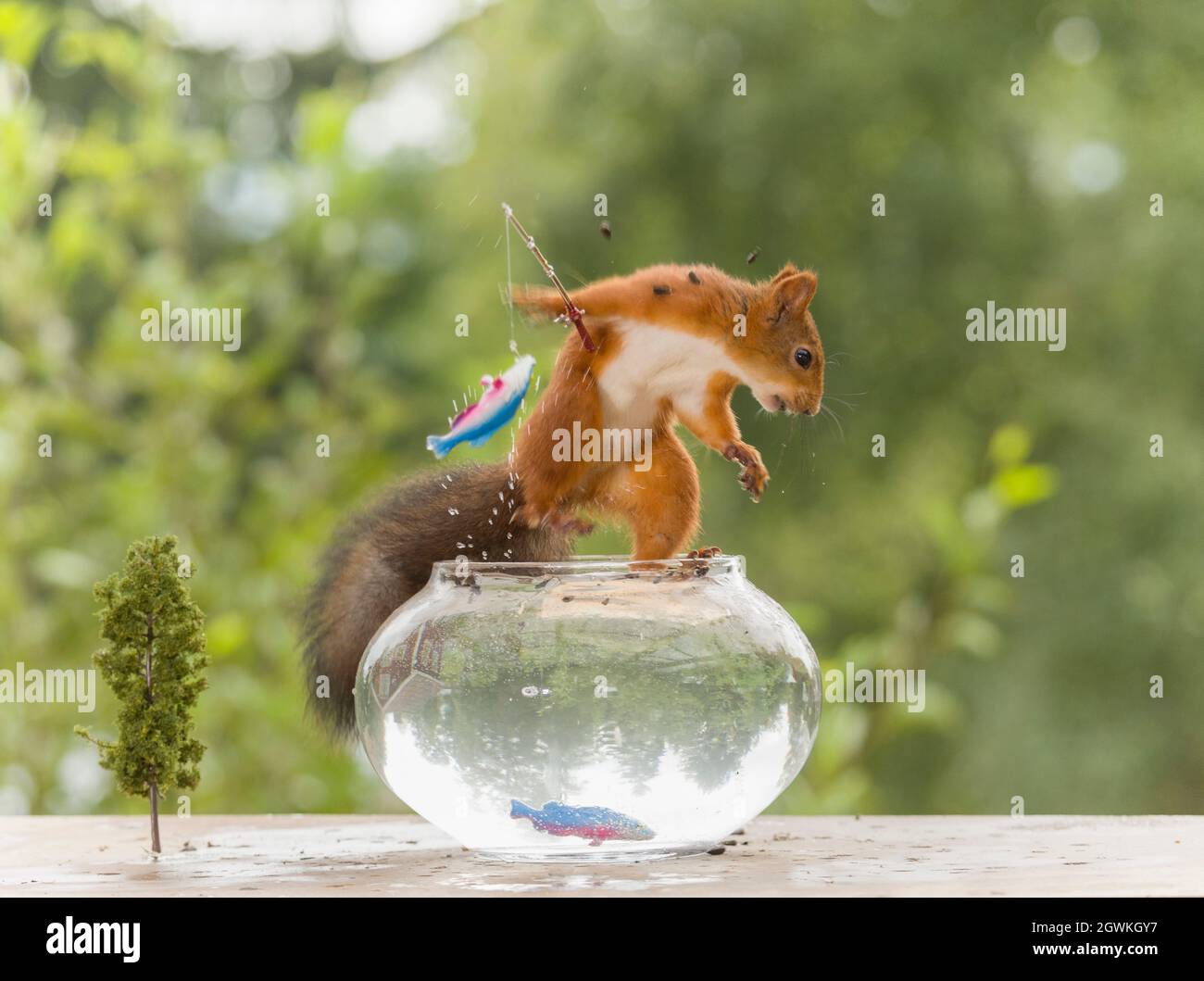Red squirrel fish hi-res stock photography and images - Alamy