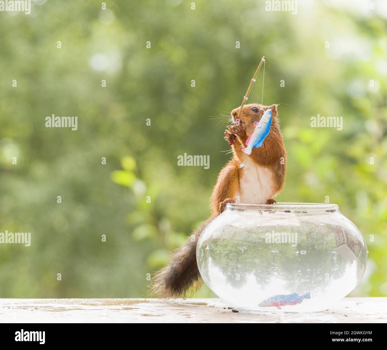 Red squirrel fish hi-res stock photography and images - Alamy