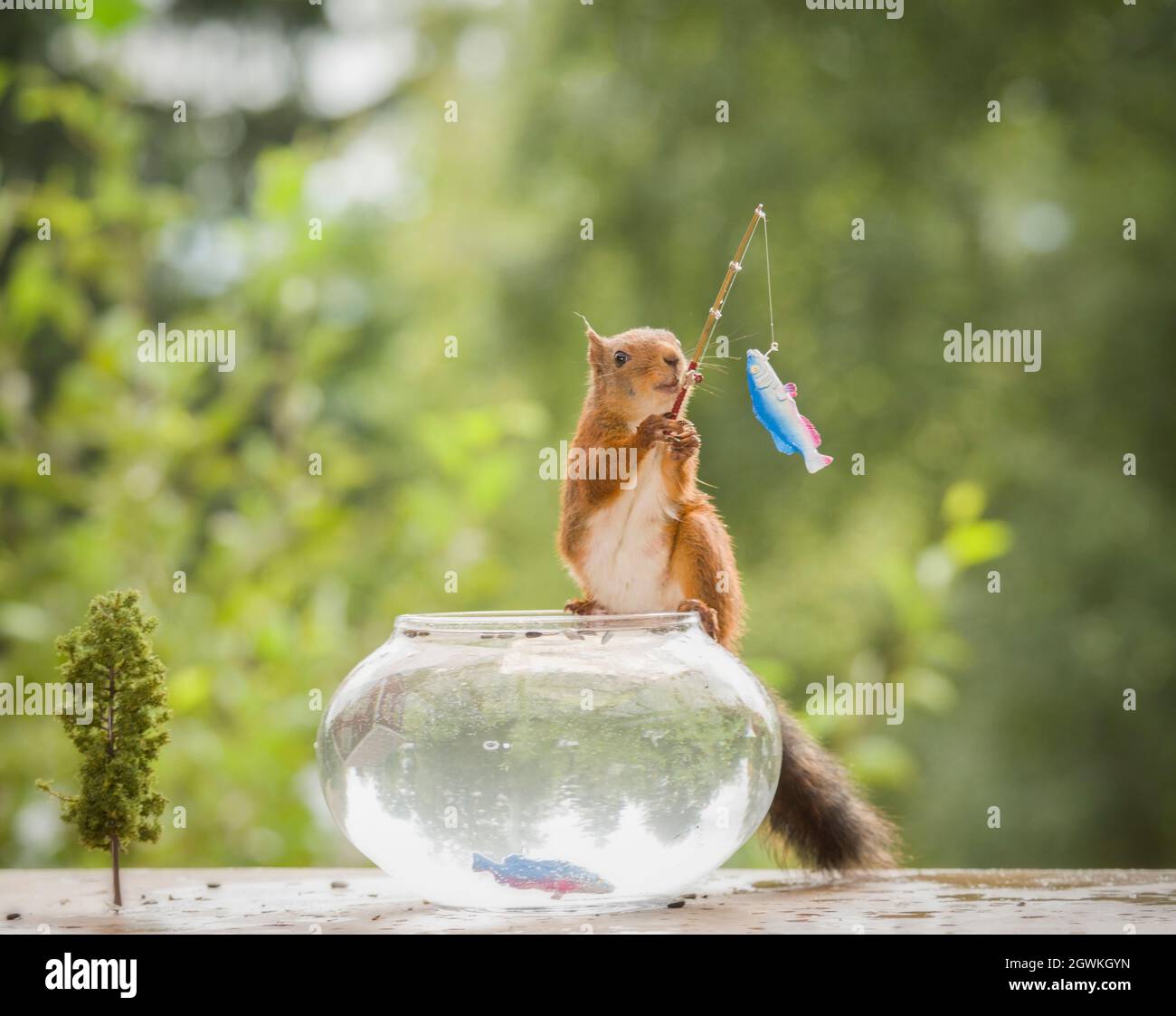 Red squirrel fish hi-res stock photography and images - Alamy