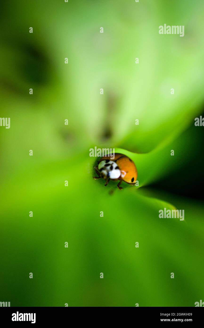 Anxiety bug hi-res stock photography and images - Alamy