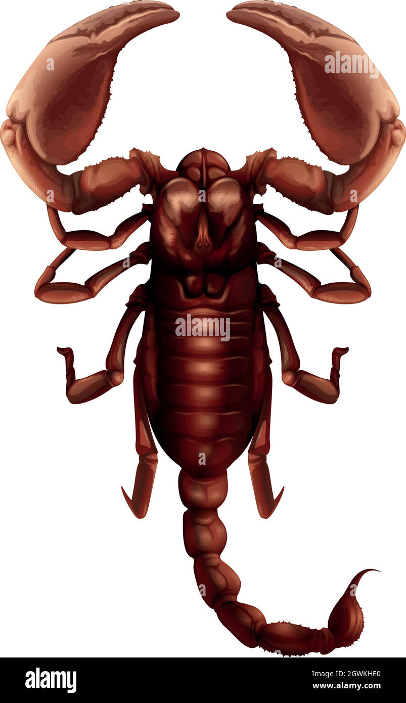 The genus Stock Vector Images - Alamy