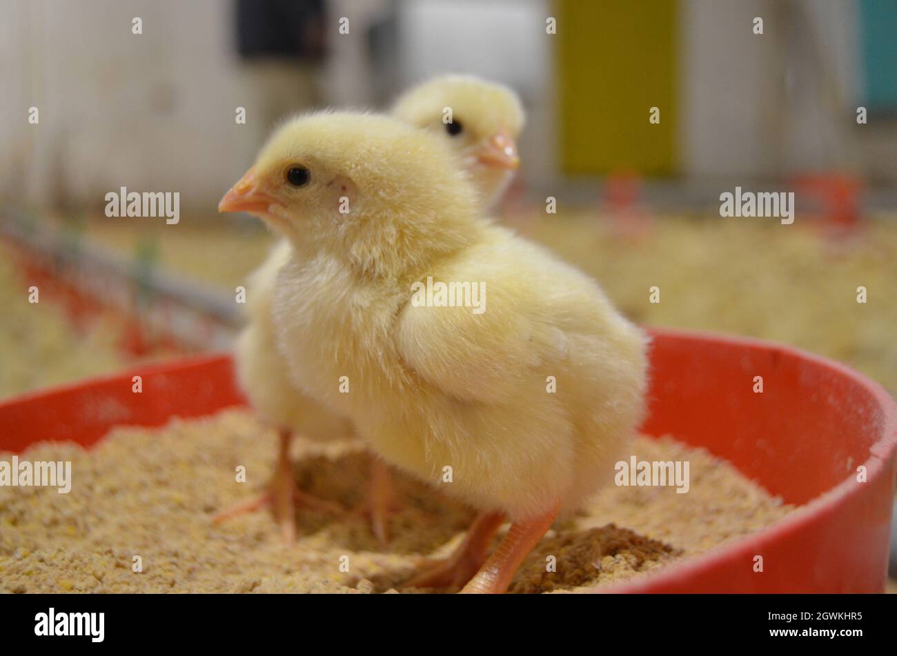One day old chicks hi-res stock photography and images - Alamy