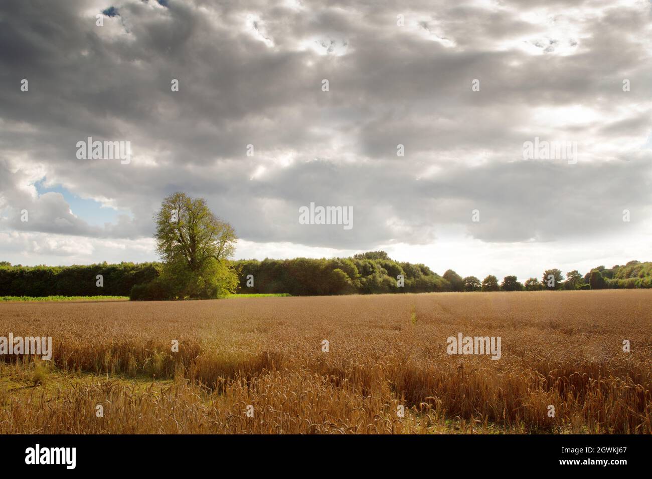 Beautiful image of the Buckinghamshire countryside in england Stock ...