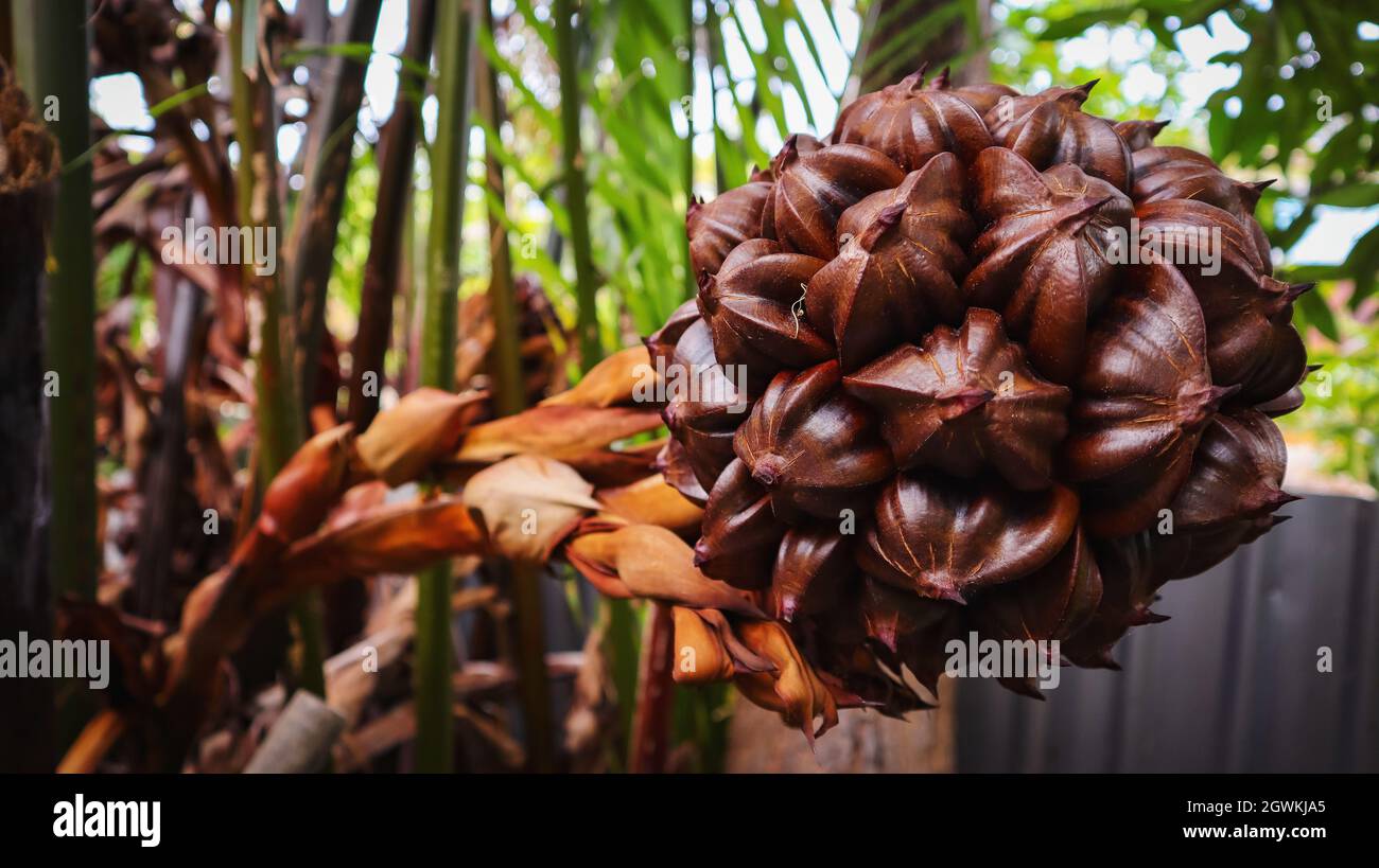 Nipa palm fruit hi-res stock photography and images - Alamy