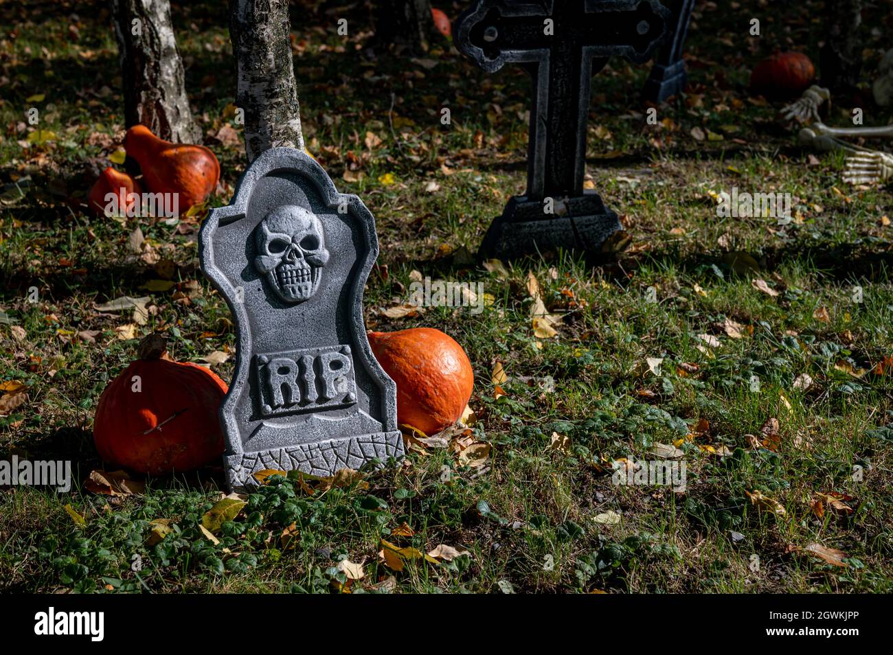 Skull and pumpkins on ground. Halloween decoration. Holidays Stock ...