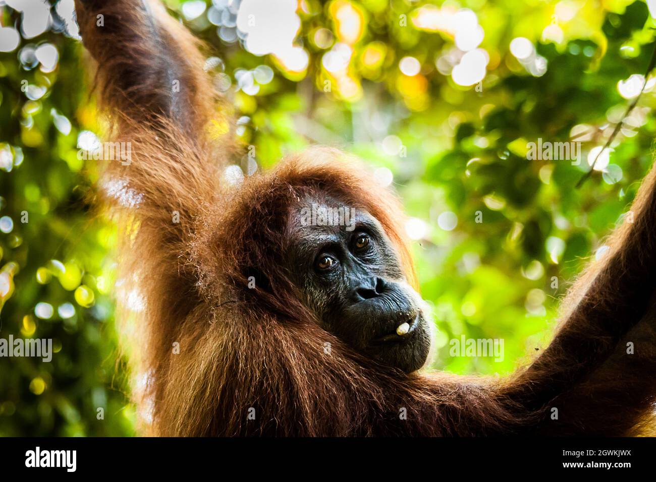 Sumatran rainforest people hi-res stock photography and images - Alamy