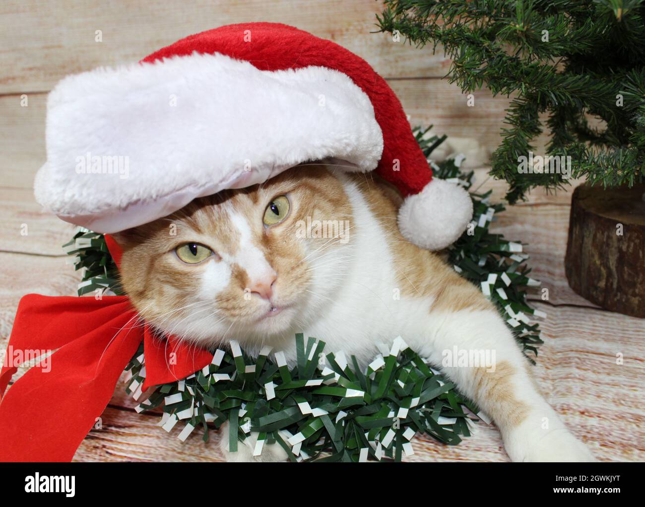 Christmas indoor cat hi-res stock photography and images - Alamy