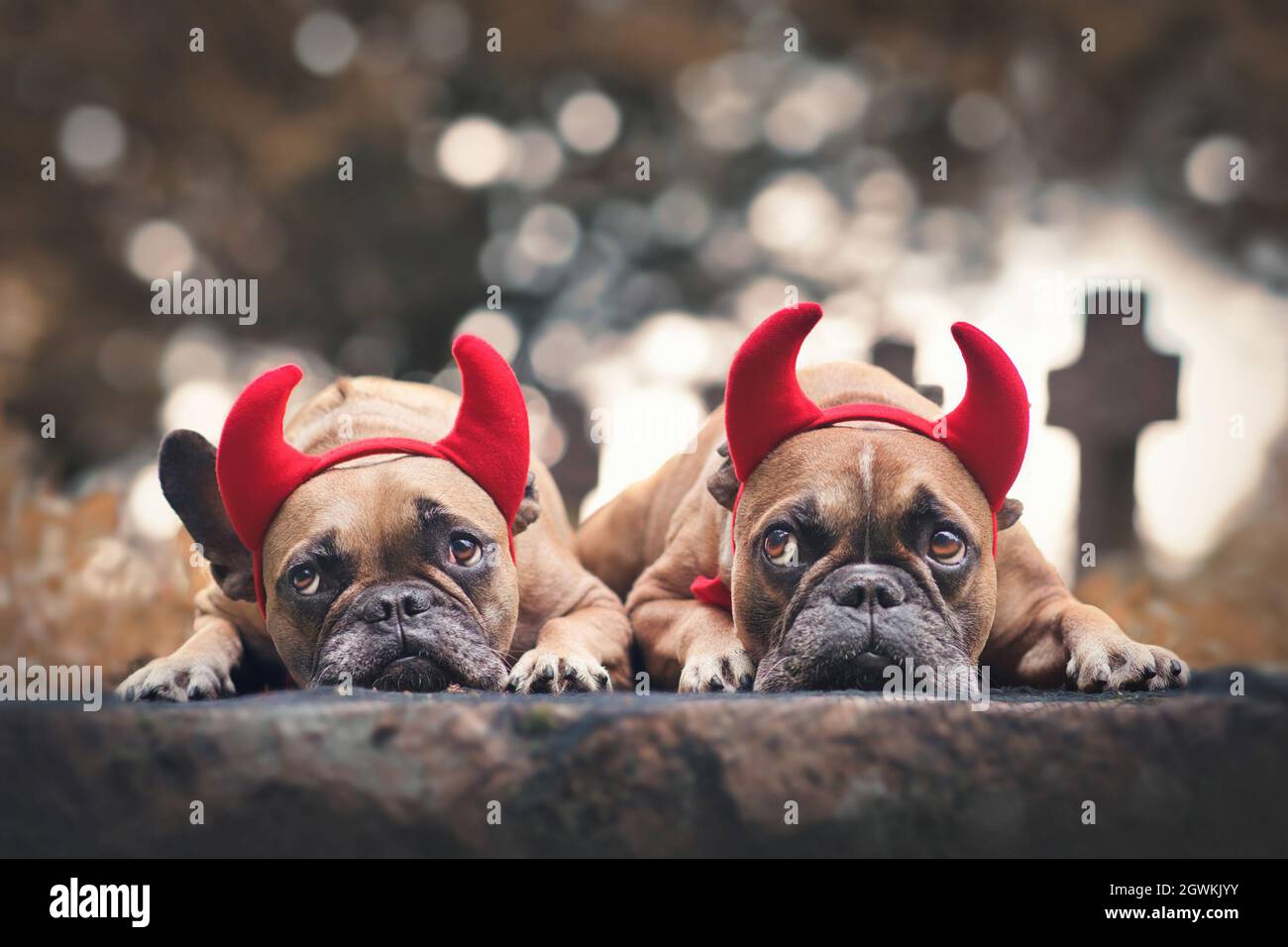 Pair of Halloween French Bulldog dogs wearing red devil horns costume ...
