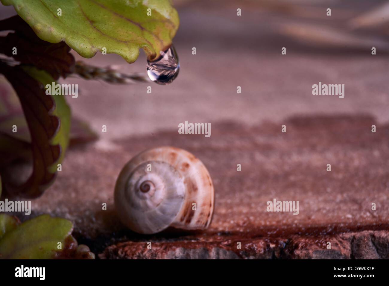 Hawaii tree snails hi-res stock photography and images - Alamy